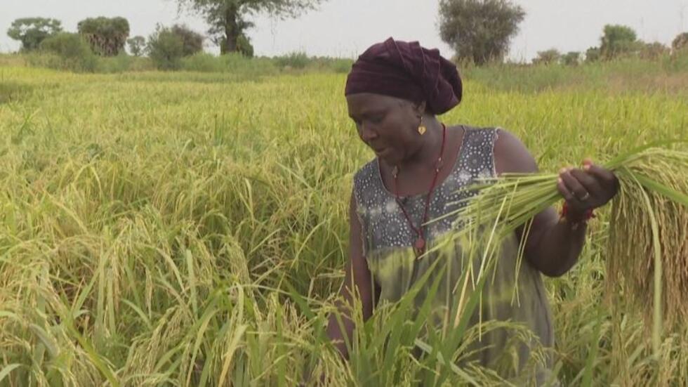 L’objectif sénégalais de l’autosuffisance en riz face aux restrictions d’export indiennes ...